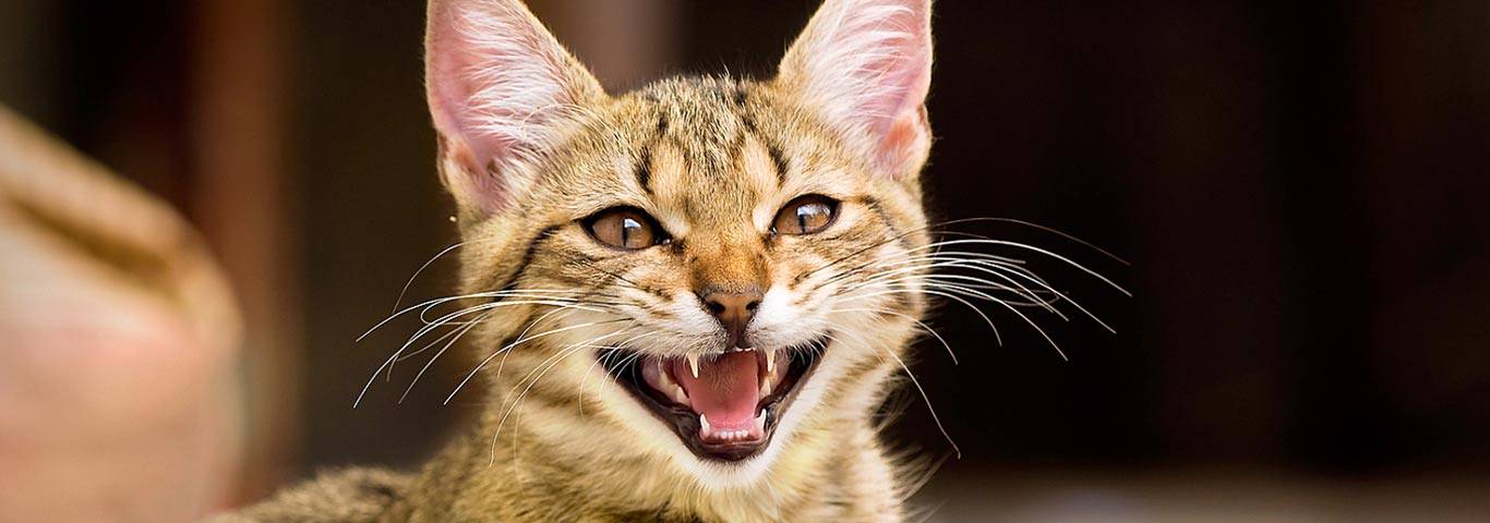 Por qué los gatos bufan al sentirse amenazados o asustados