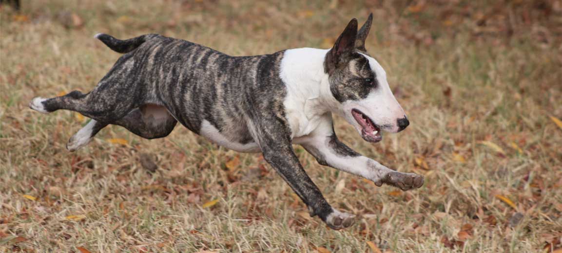 Qué características tiene el Perro Bull Terrier Inglés