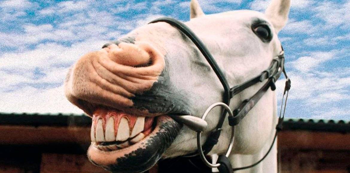Cuántos dientes tiene un caballo adulto