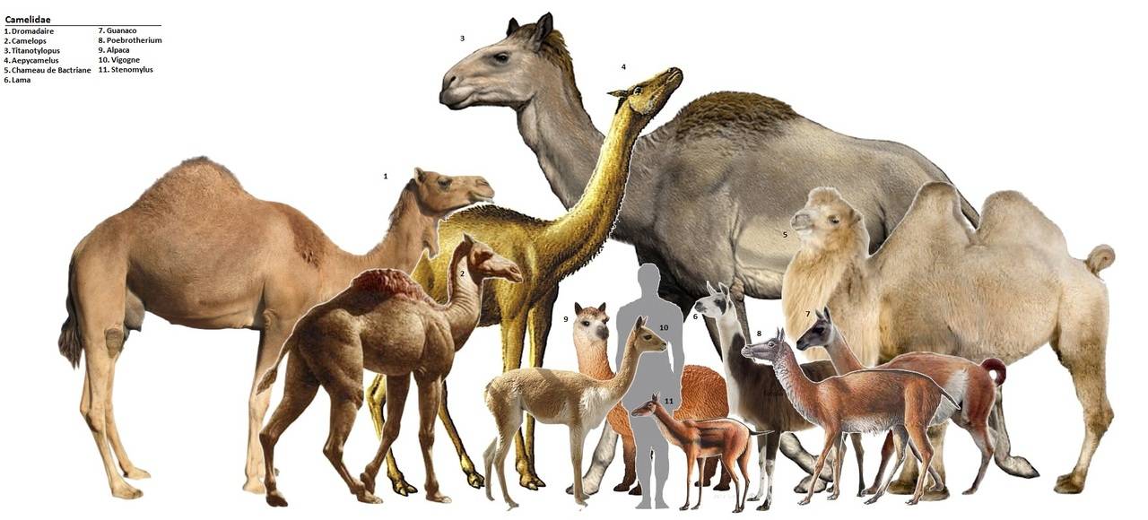 Camélidos: diversidad, peculiaridades y distribución geográfica