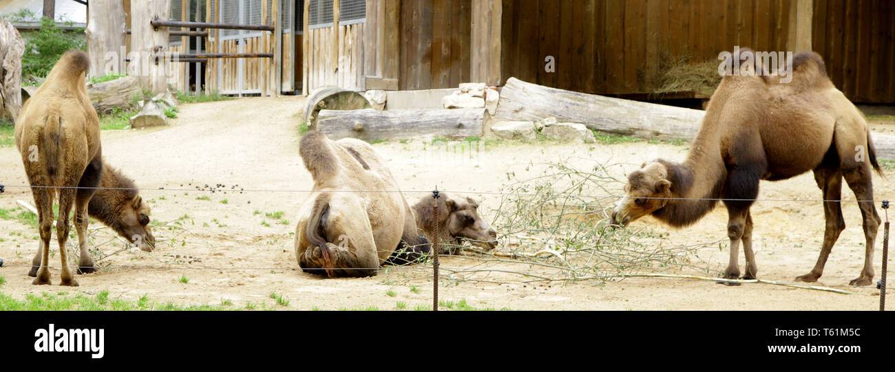 Cuál es la dieta de los camellos en el desierto