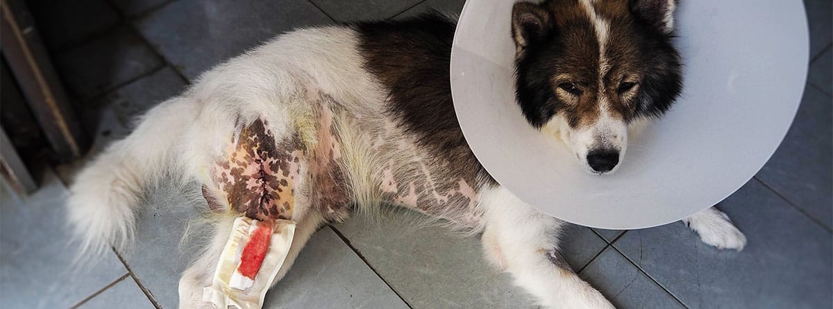 Qué es el cáncer de piel en perros y cómo tratarlo