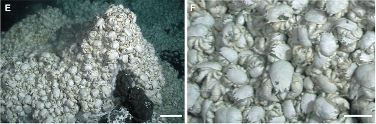Conoces al cangrejo yeti, una especie única del mundo submarino