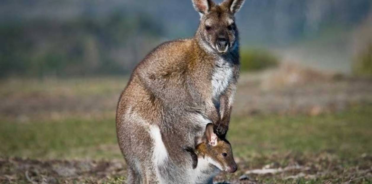 Cuál es el proceso de nacimiento de los canguros