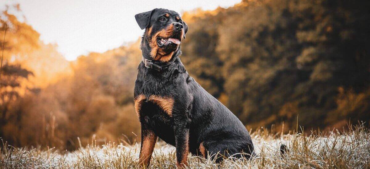 Cuáles son las características de los Rottweilers