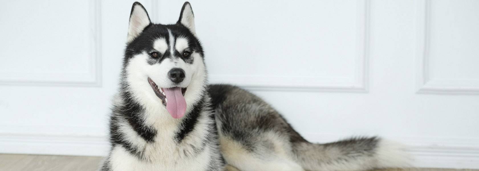 Qué características y colores distinguen al Husky Siberiano