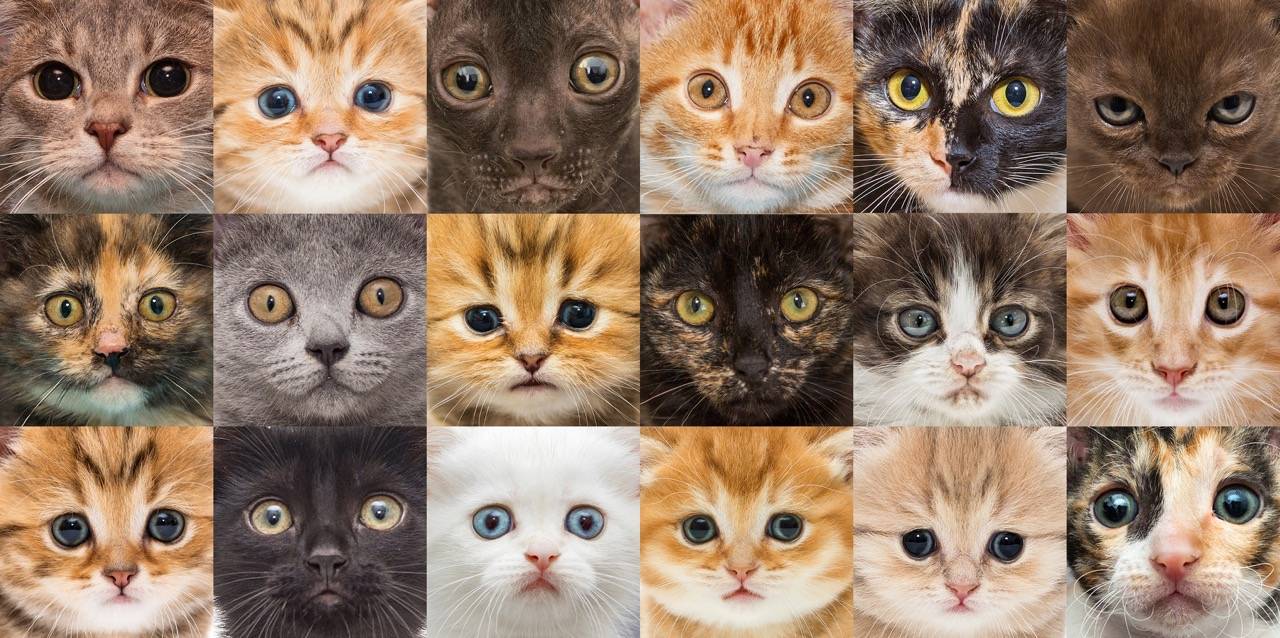 Qué características y hábitat natural tienen los gatos