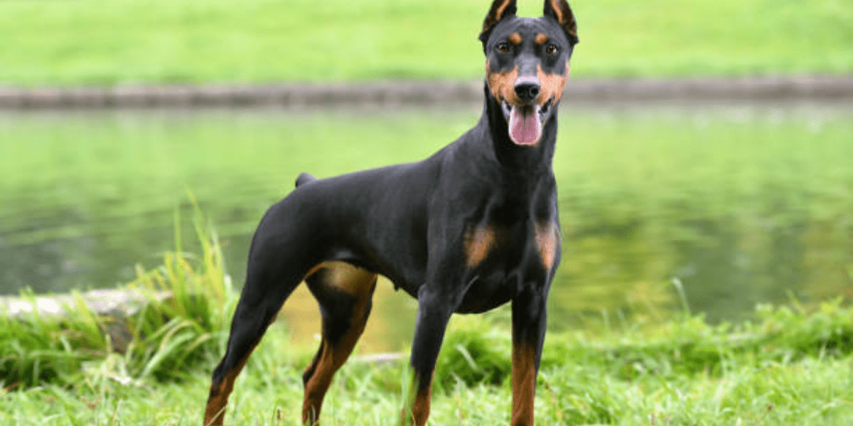 Doberman Pinscher: características, cuidados y carácter