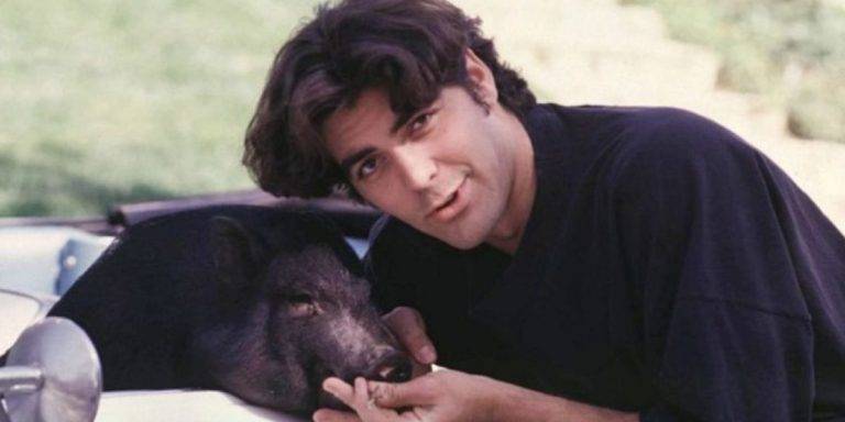 Características, origen y fotos de cerdolis