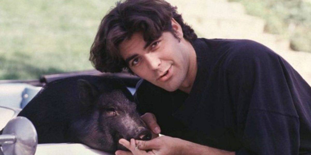 Características, origen y fotos de cerdolis