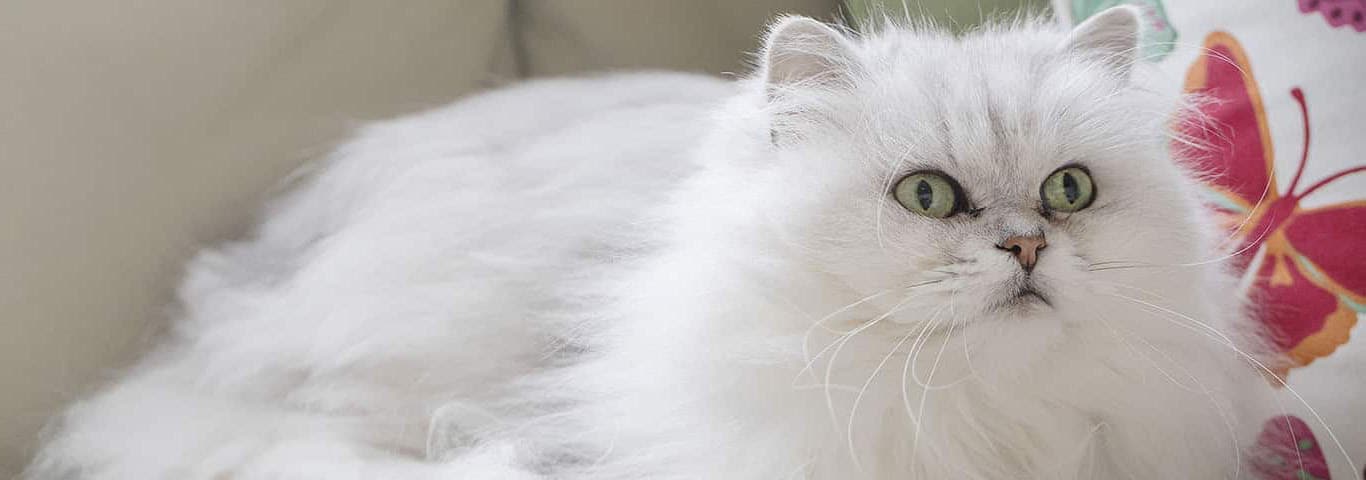 Conoce al gato Chantilly Tiffany: características y cuidados