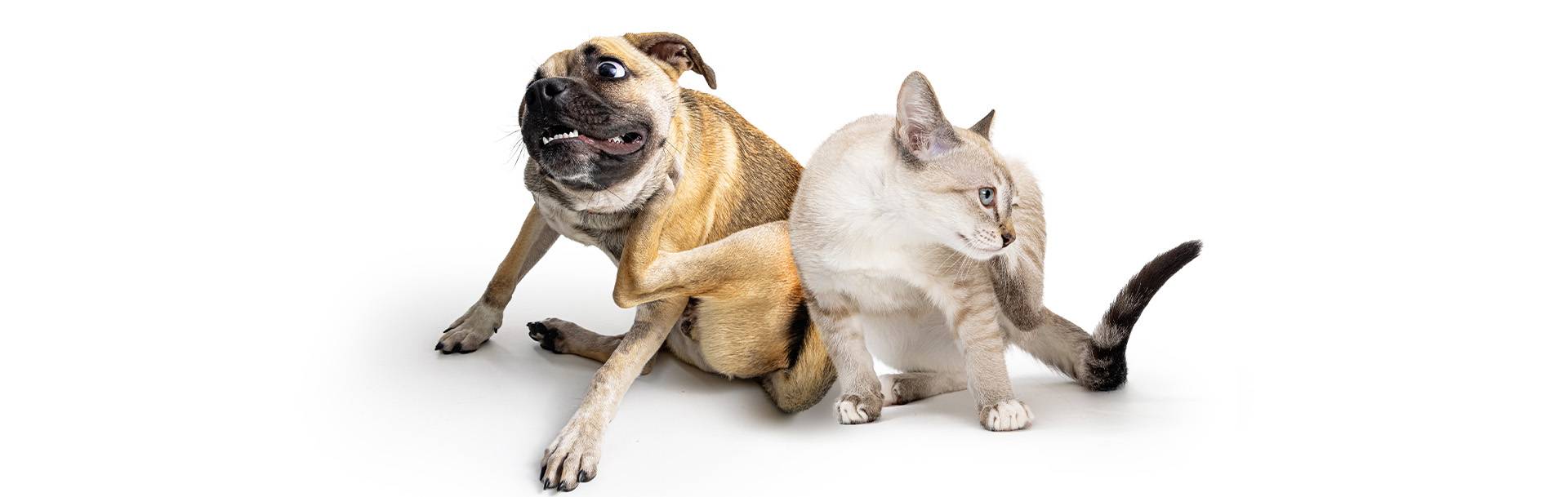 Cómo abordar picaduras de chinches en gatos de manera efectiva