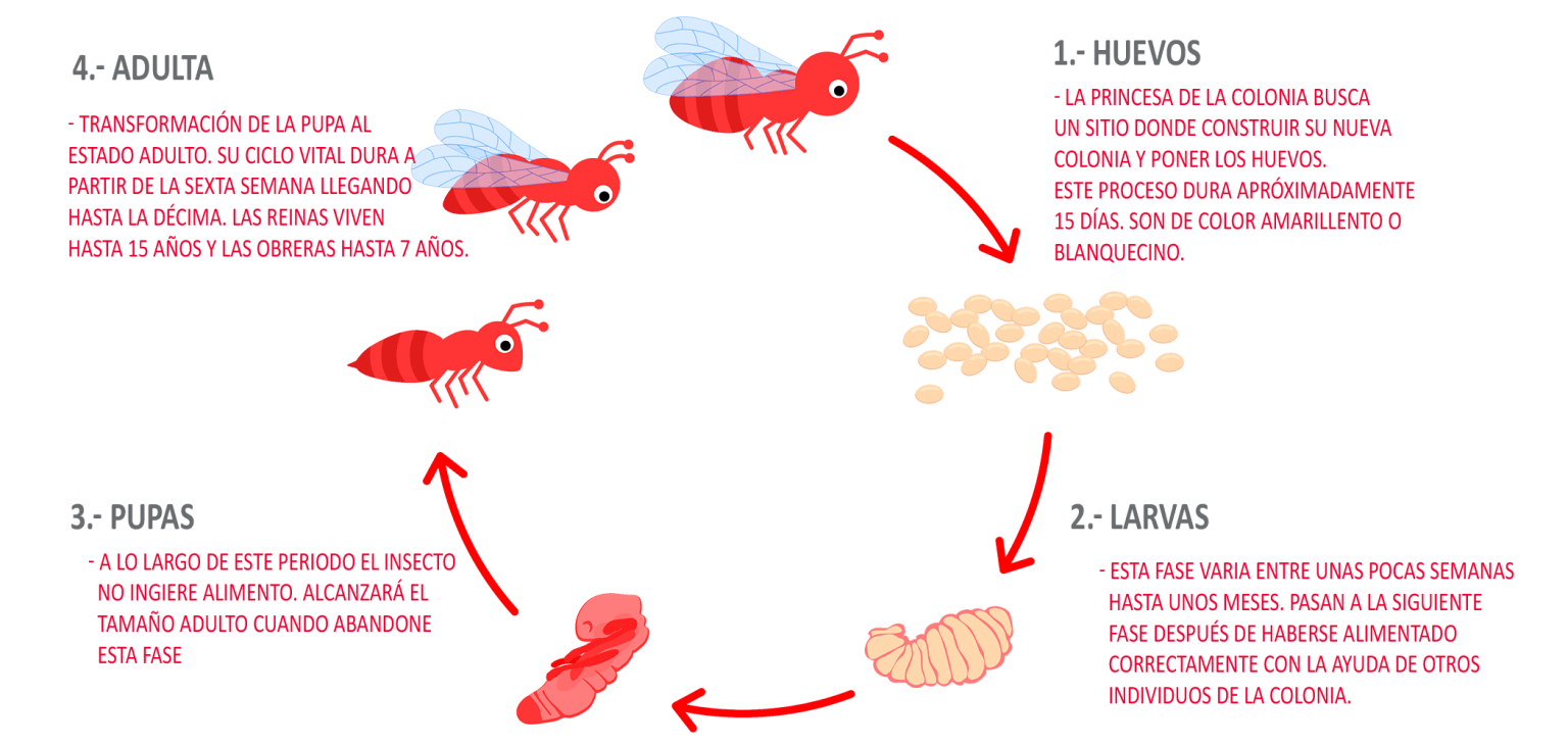 Cuál es la esperanza de vida de las hormigas
