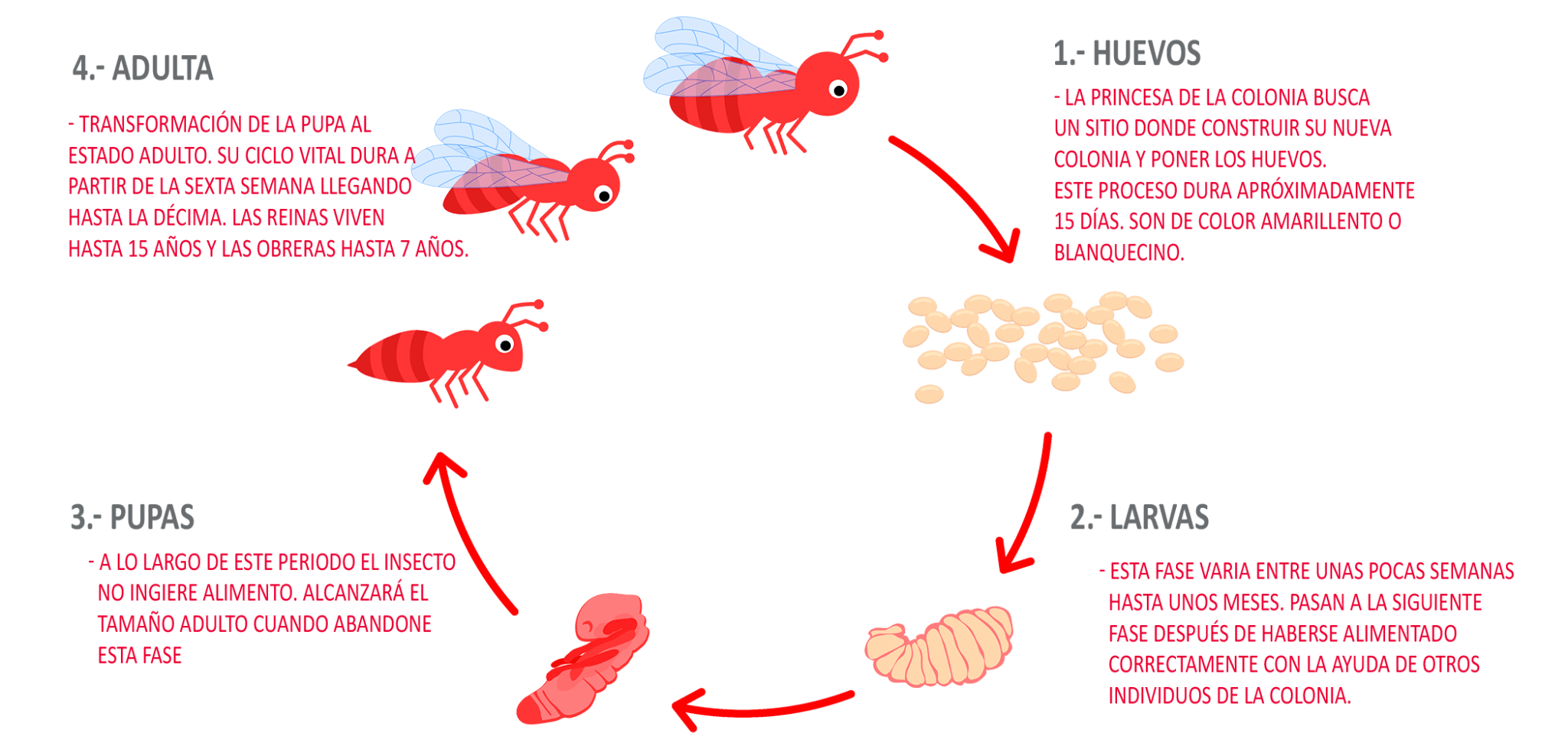 Cuál es la esperanza de vida de las hormigas
