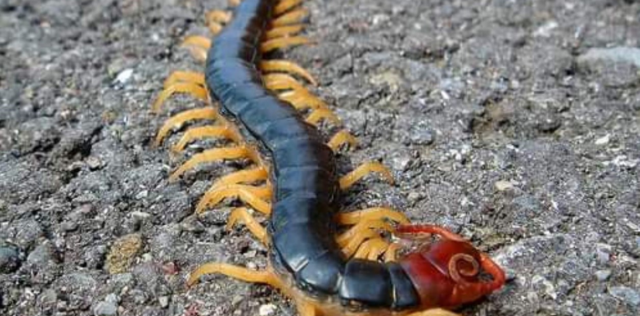 Tipos de ciempiés y sus características venenosas