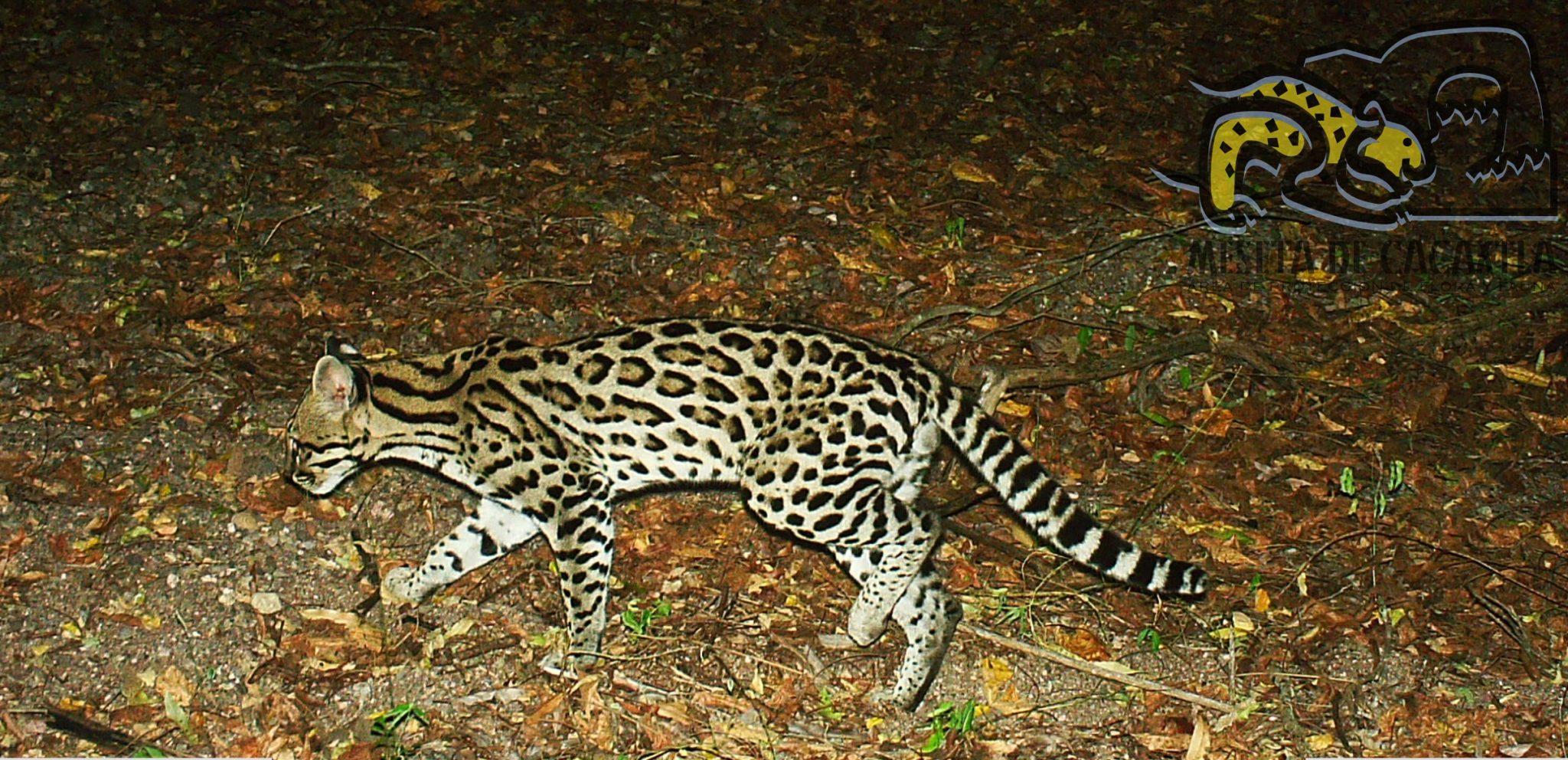 Cuáles son los tipos de Felinos más representativos