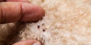 Tipos, colores y características de las pulgas