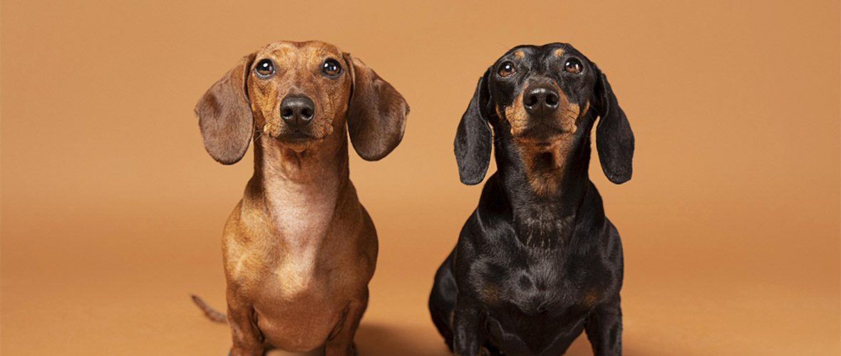 Conoces los diferentes tipos de teckel o dachshund
