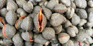 Tipos de conchas marinas y sus clasificaciones