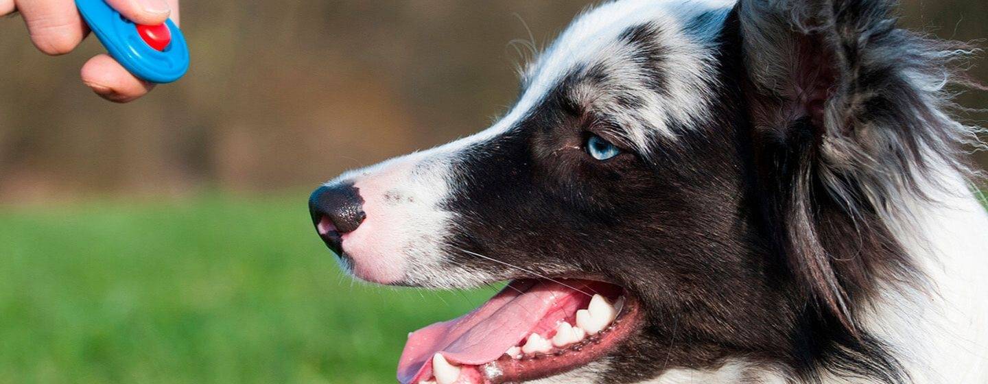 **Clicker para perros: qué es y para qué se utiliza**