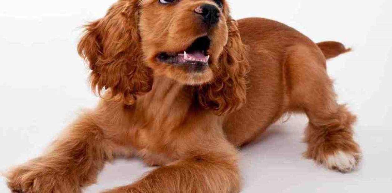 Qué cortes de pelo son más apropiados para un cocker spaniel