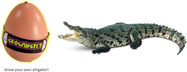 Cómo se puede incubar huevos de cocodrilo de forma adecuada