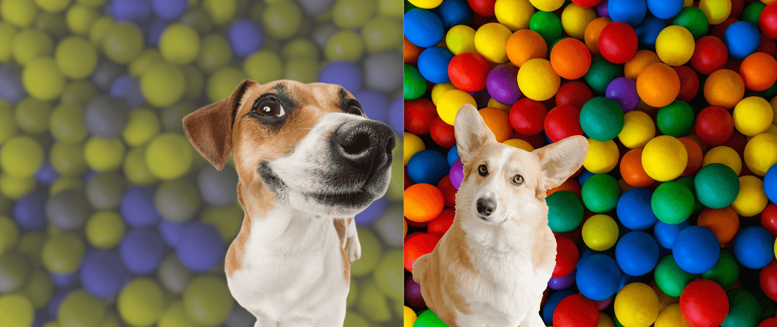 Qué colores pueden ver mejor los perros