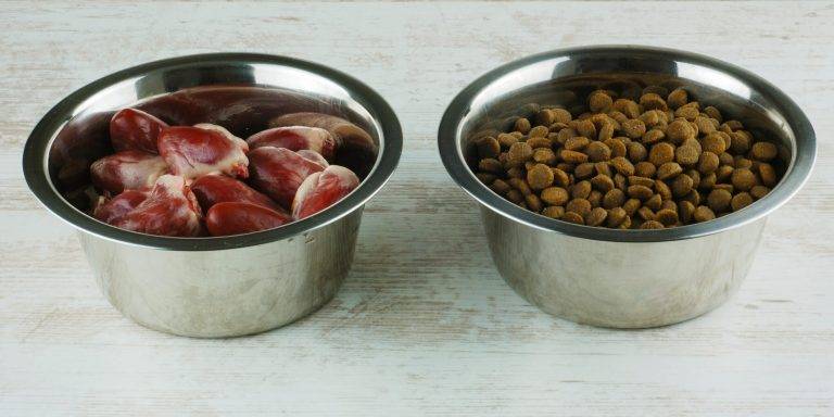 Cómo preparar recetas caseras para perros sin dientes