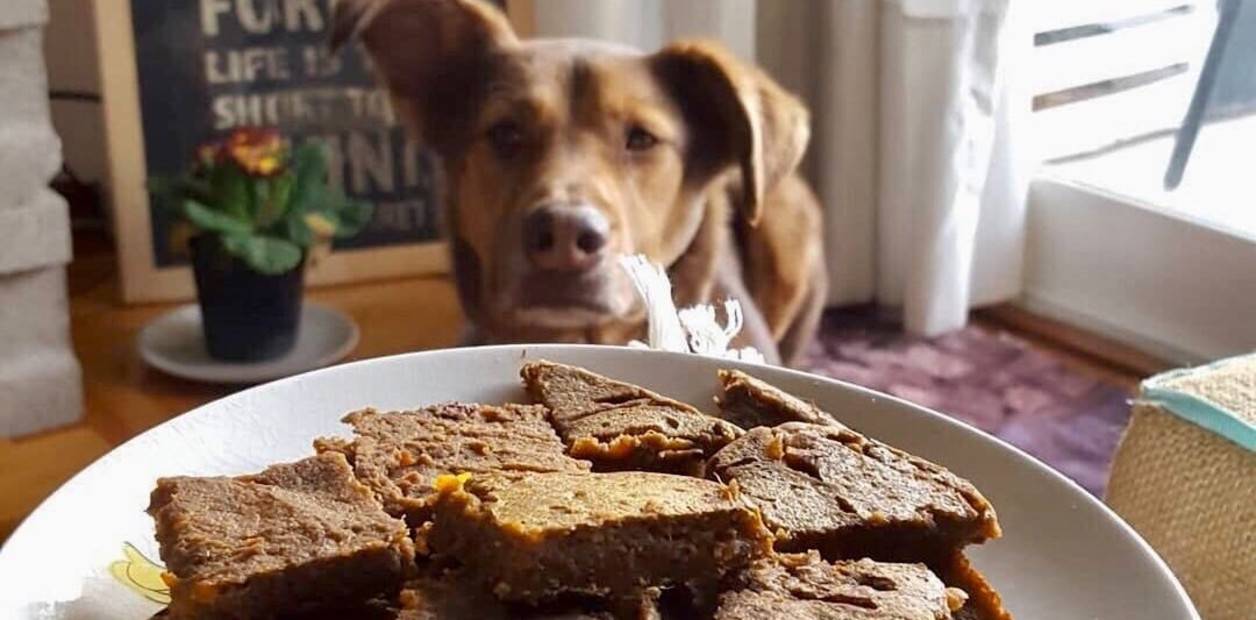 Es mejor para los perros la comida cocinada o cruda