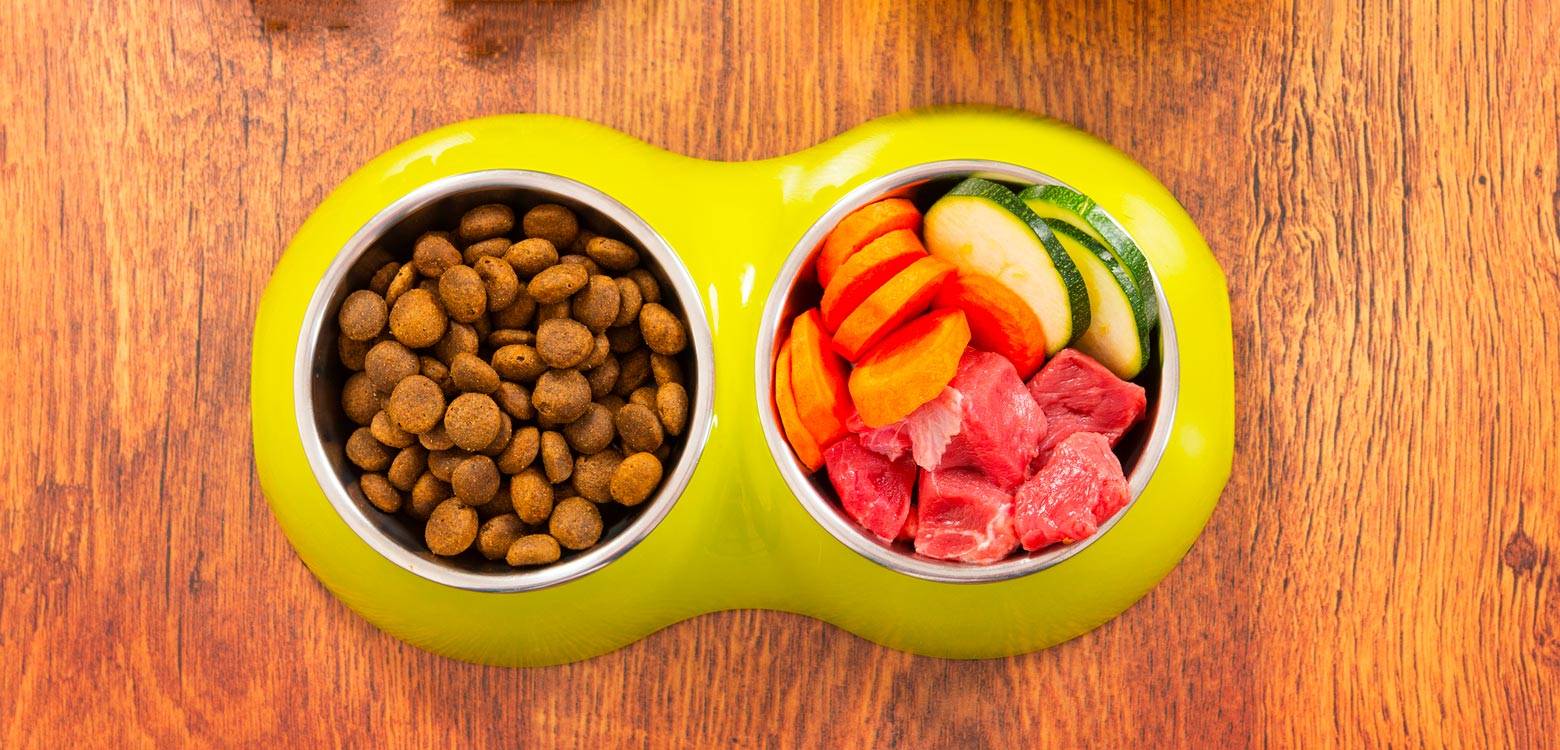 Qué alimentos para perros son ricos en omega 3