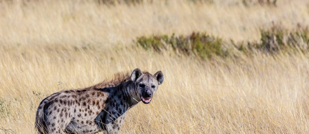 Cuál es la estrategia de caza de las hienas