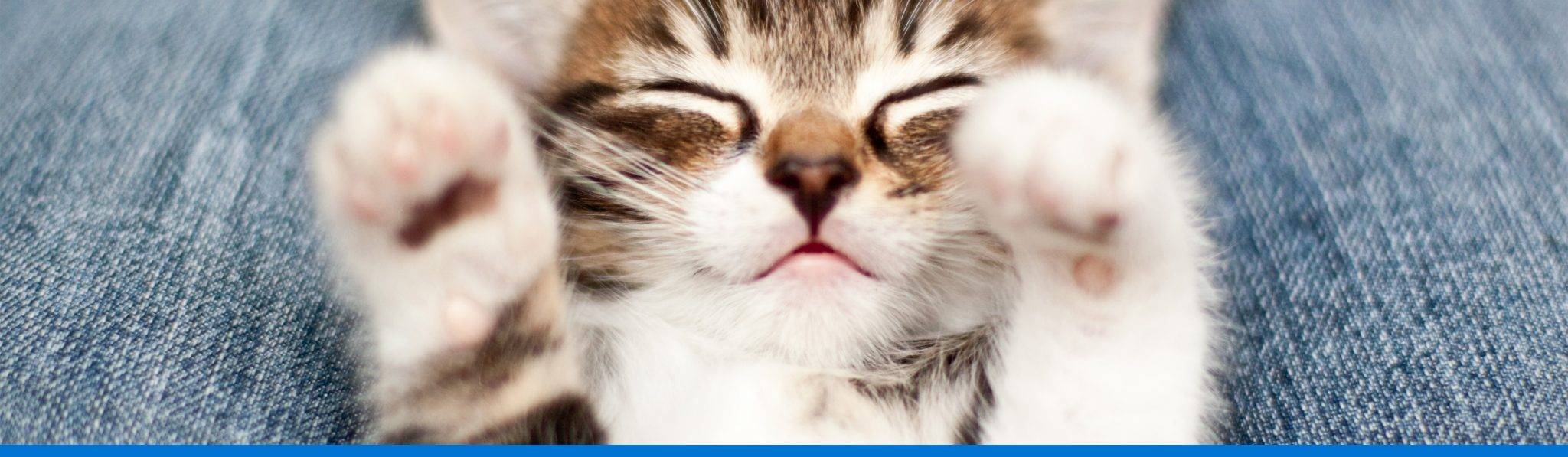 Cómo diferenciar el sexo de un gato: macho o hembra