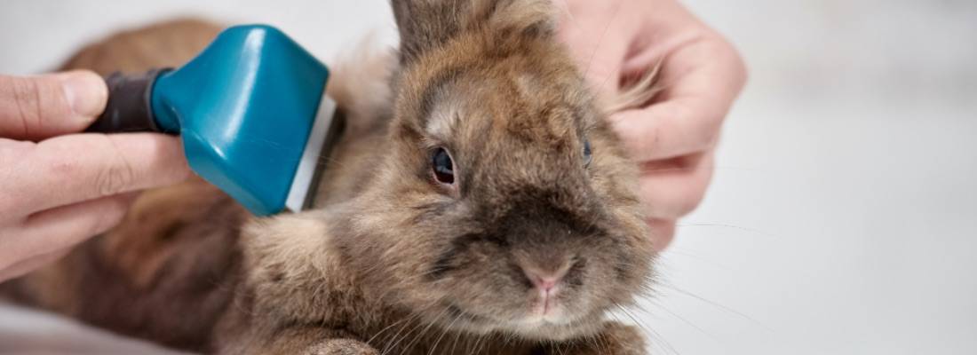 Descubre los 10 significados de los sonidos de conejo