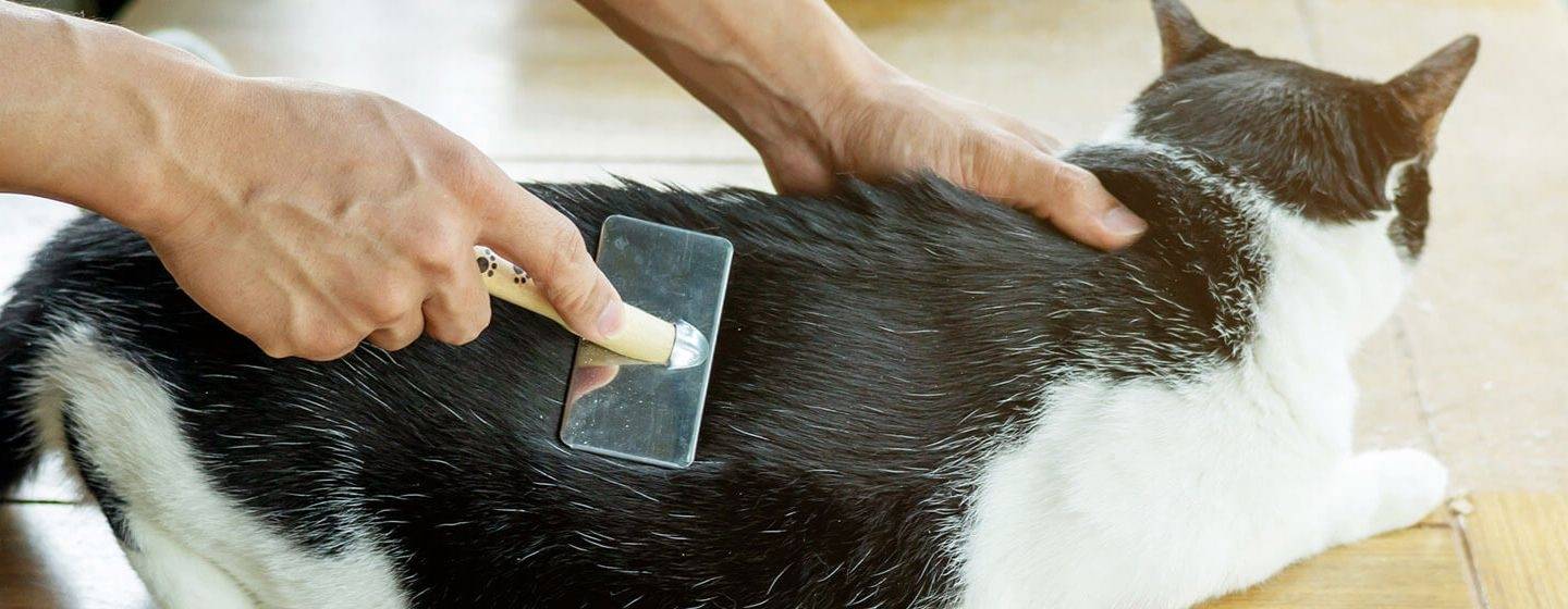 Cómo limpiar a tu gato sin necesidad de bañarlo