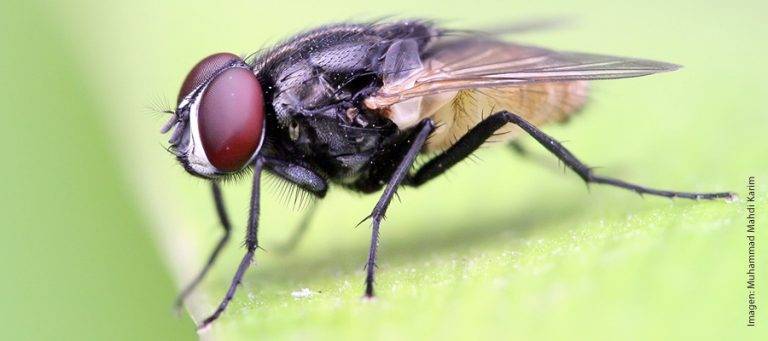 Ciclo de reproducción y nacimiento de las moscas comunes