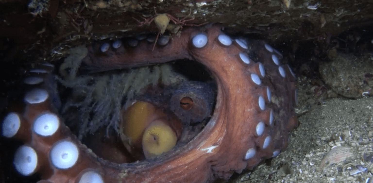 Cuál es el proceso de reproducción de los pulpos