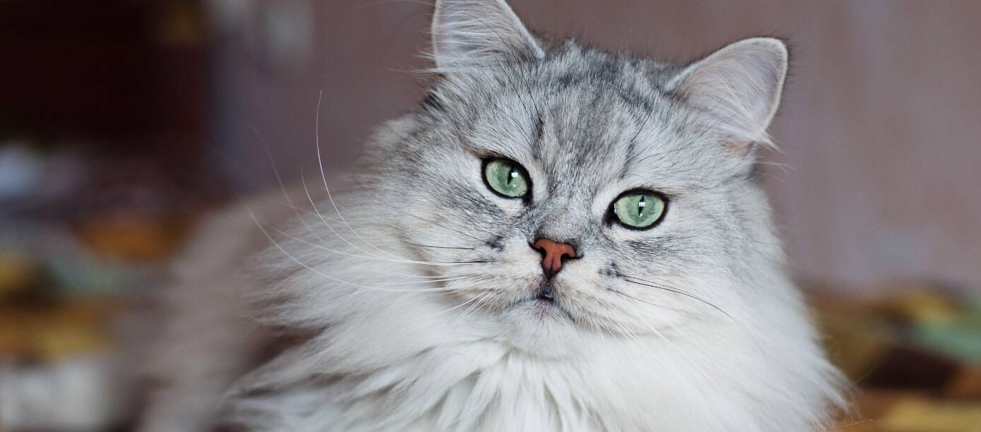 Cuáles son las 10 razas de gatos atigrados más populares