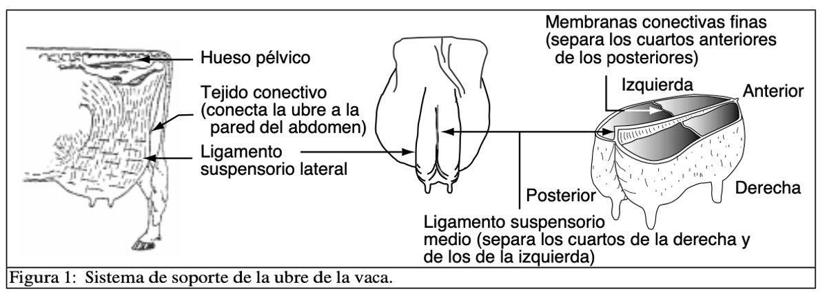 Cómo se produce la leche en las vacas sin terneros