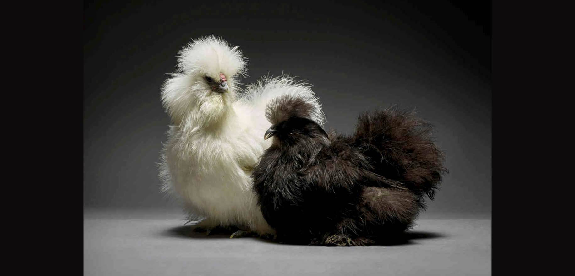 Has oído hablar de la gallina sedosa del Japón y sus huevos