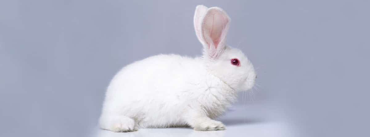 Cómo puedo cuidar la conjuntivitis de mi conejo en casa