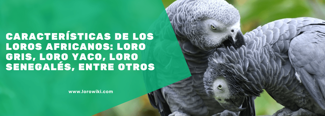 Loro Gris o Yaco de Cola Roja: Todo lo que necesitas saber