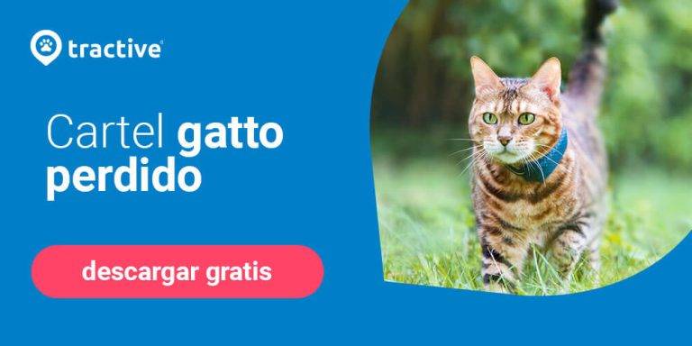 Cuántos kilómetros puede recorrer un gato perdido