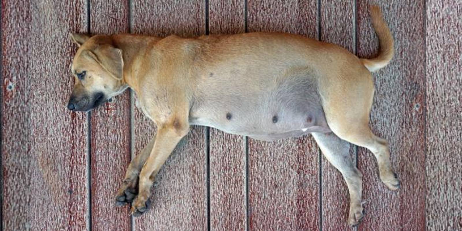 Cuánto Tiempo Dura El Sangrado Posparto En Perras Recién Paridas