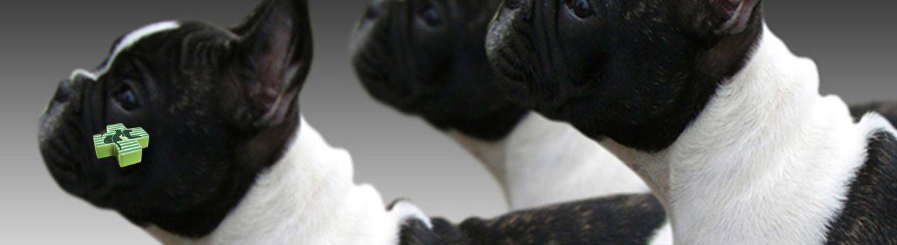 Hiperqueratosis en almohadillas de perros: qué hacer