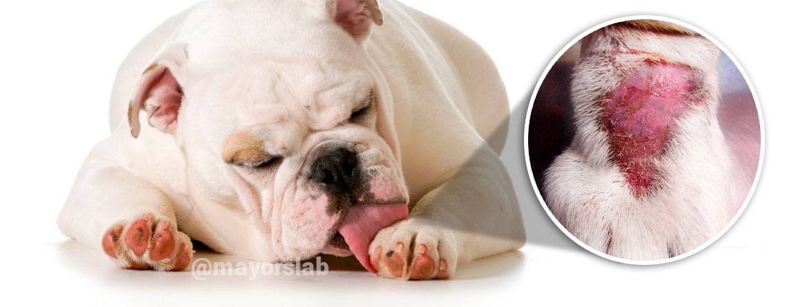 Cómo tratar una herida en un gato causada por rascarse