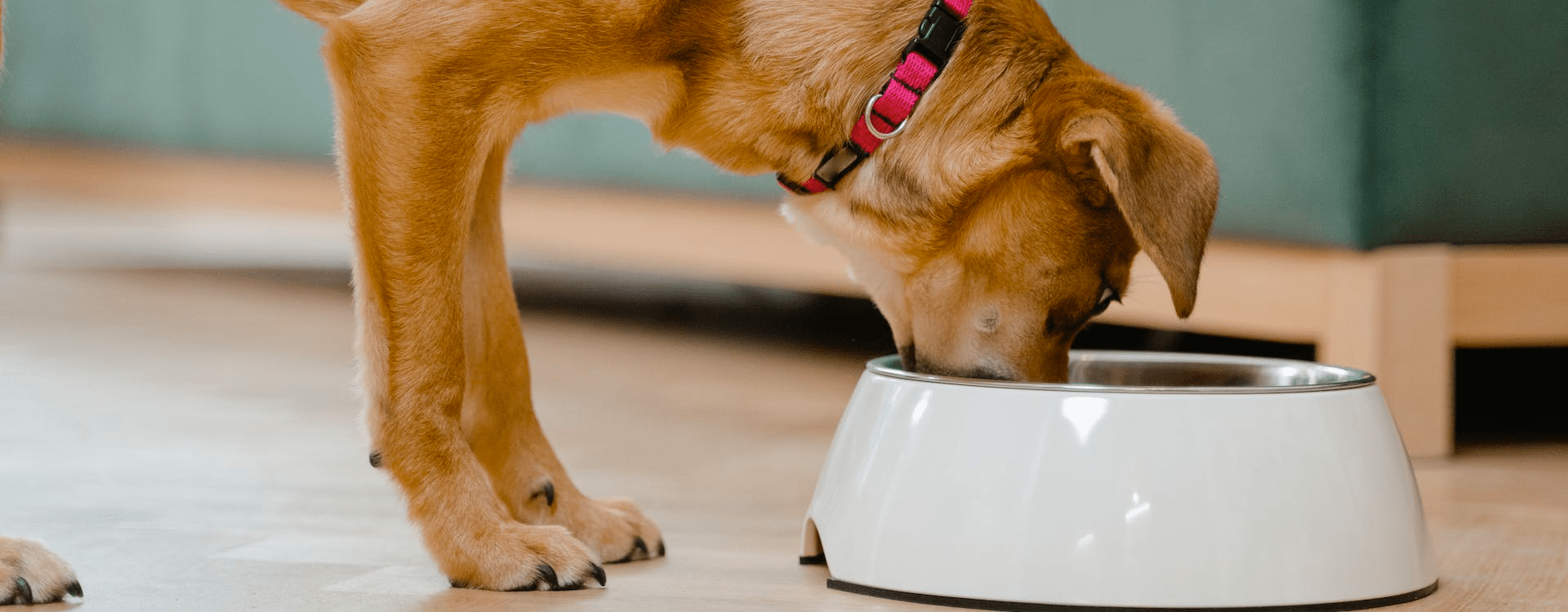 Cómo preparar una dieta casera para un perro con anemia