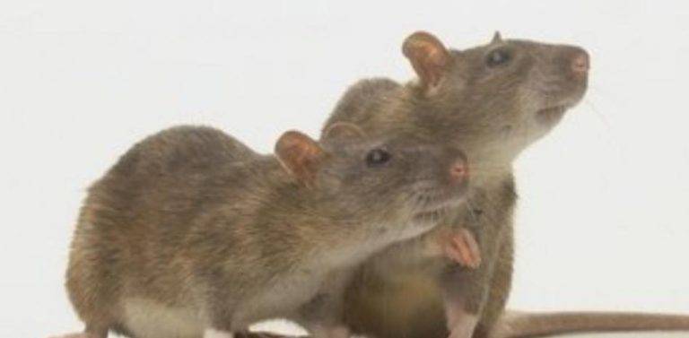 Cuáles son las diferencias entre rata y ratón