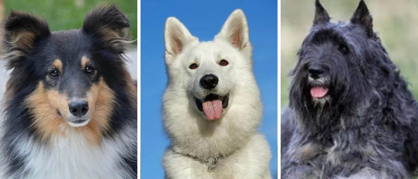 Cuáles son los mejores perros pastores para proteger rebaños