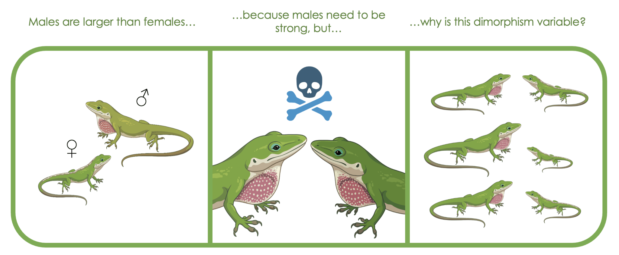 Qué es el dimorfismo sexual y cómo varía entre humanos y animales