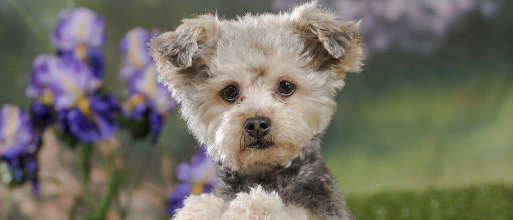 Encantador Yorkie Poo: Conoces esta mezcla de Yorkshire Terrier y Poodle